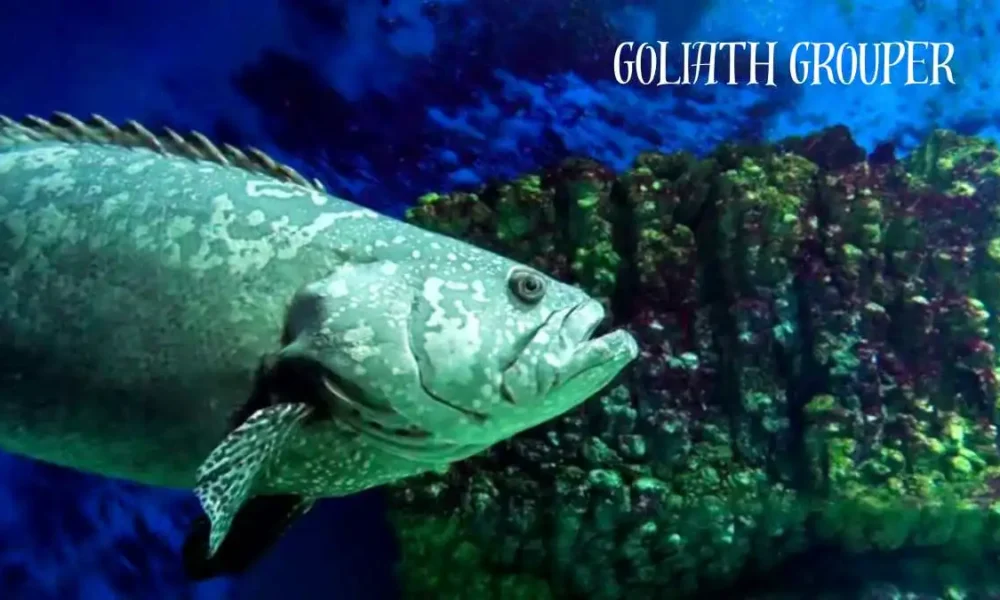 What Is a Goliath Grouper? Complete Species Guide - Temple Publications